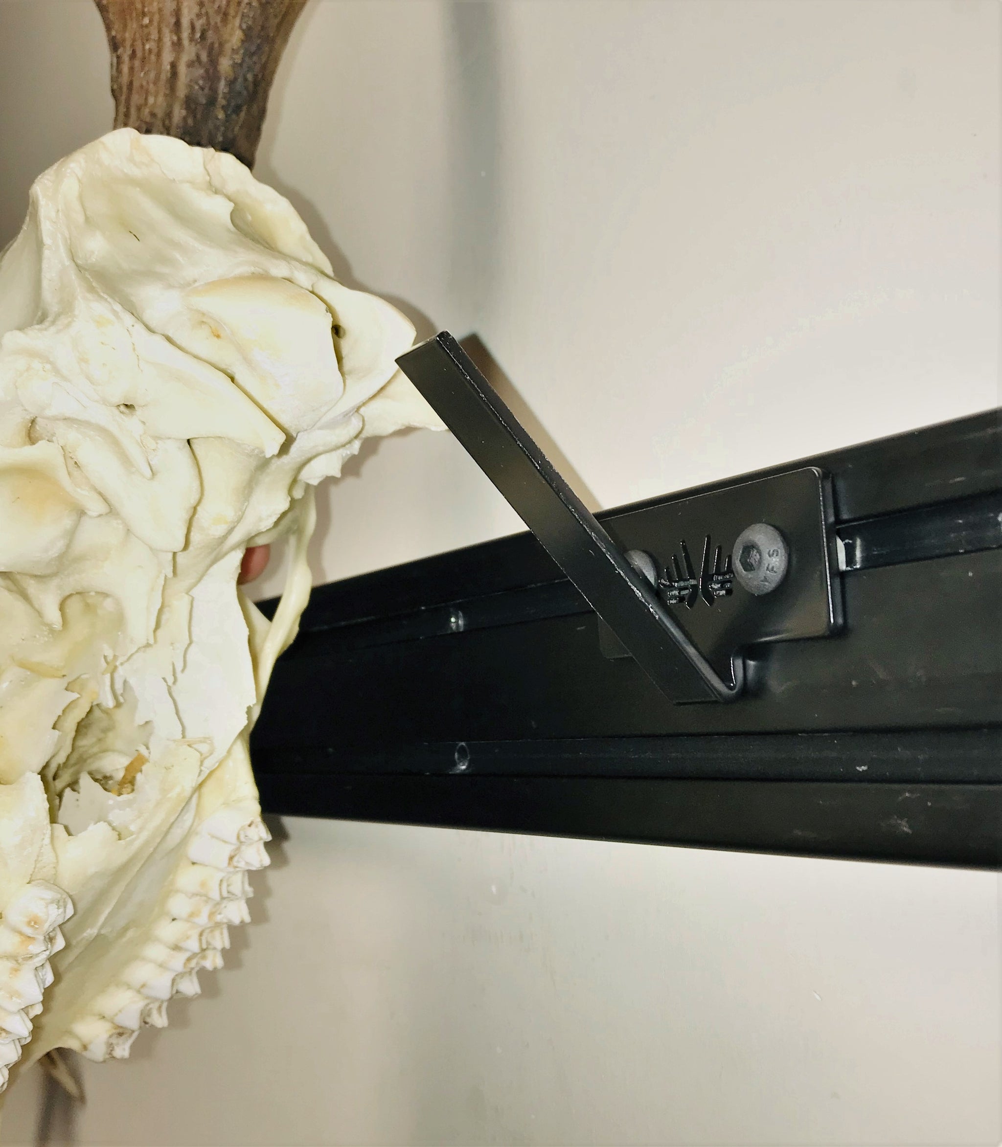 Fixed European Skull Mount – Rack Track Co.